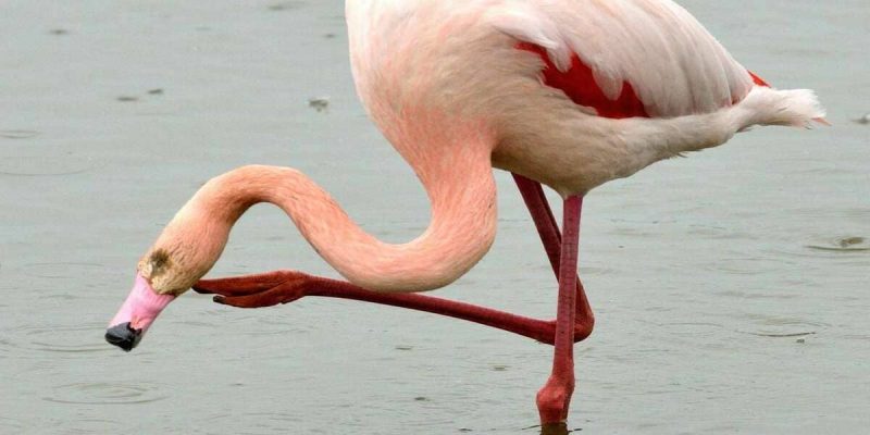 Why Do Flamingos Stand on One Leg - My Flamingo Shop