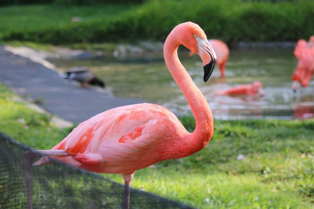 My Flamingo Shop - The destination for all Flamingo Fans.🦩
